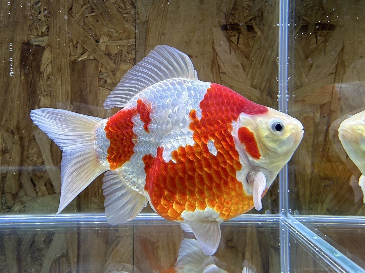 Sabao Goldfish