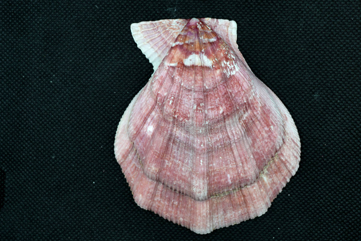 Pectinida-0086 エゾキンチャク-1 大92mm Swiftopecten swiftii Bernardi 1858 貝 貝殻 ...