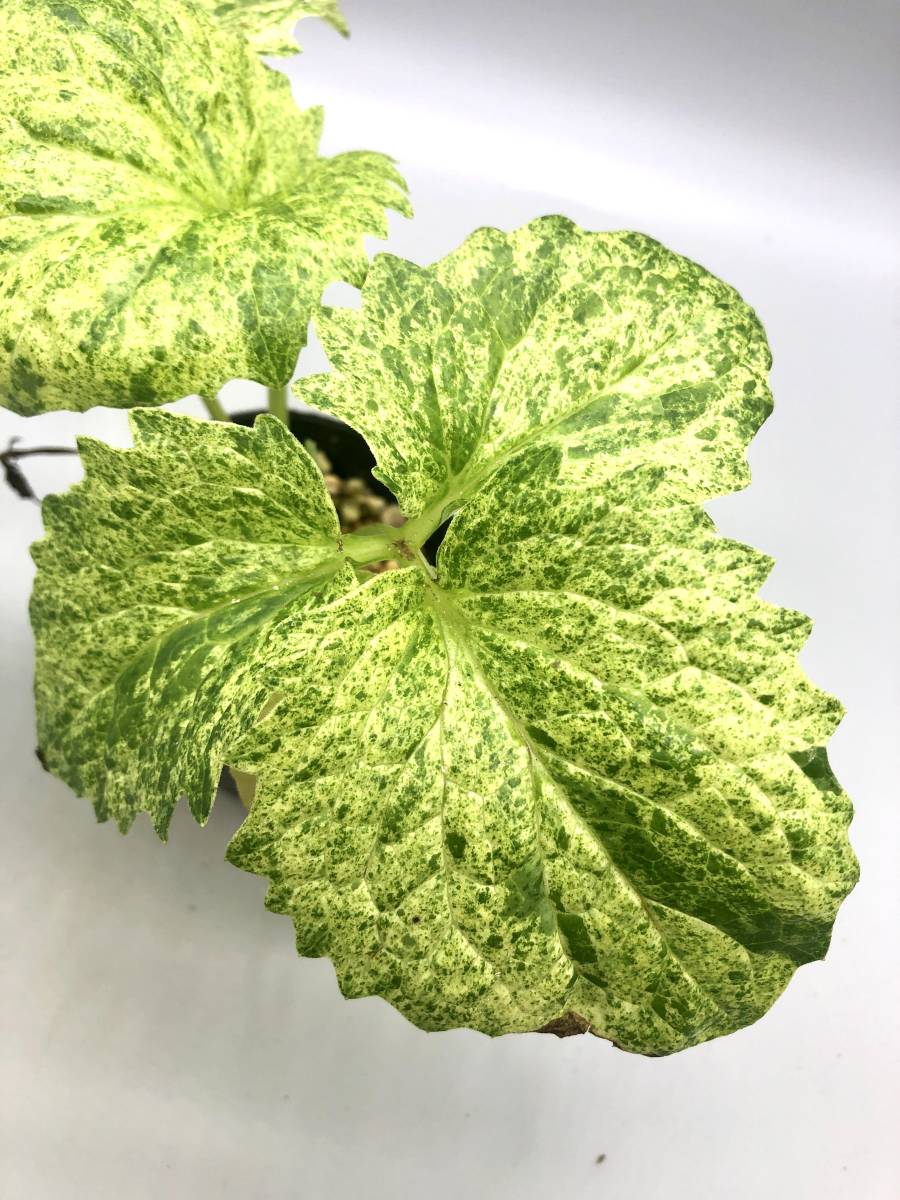 0723-01 カノコソウ 斑入り レアプランツ/珍しい植物/山野草/古典園芸/盆栽/斑入り(花)｜売買されたオークション情報、yahooの商品情報をアーカイブ公開 - オークファン ...