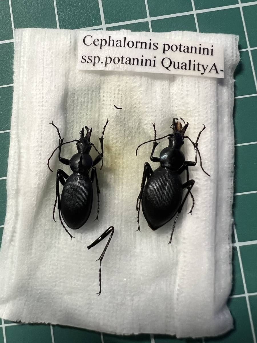 中国甘粛省産 超 オサムシ Cephalornis potanini A2 ペア(その他)｜売買されたオークション情報、yahooの商品情報を ...