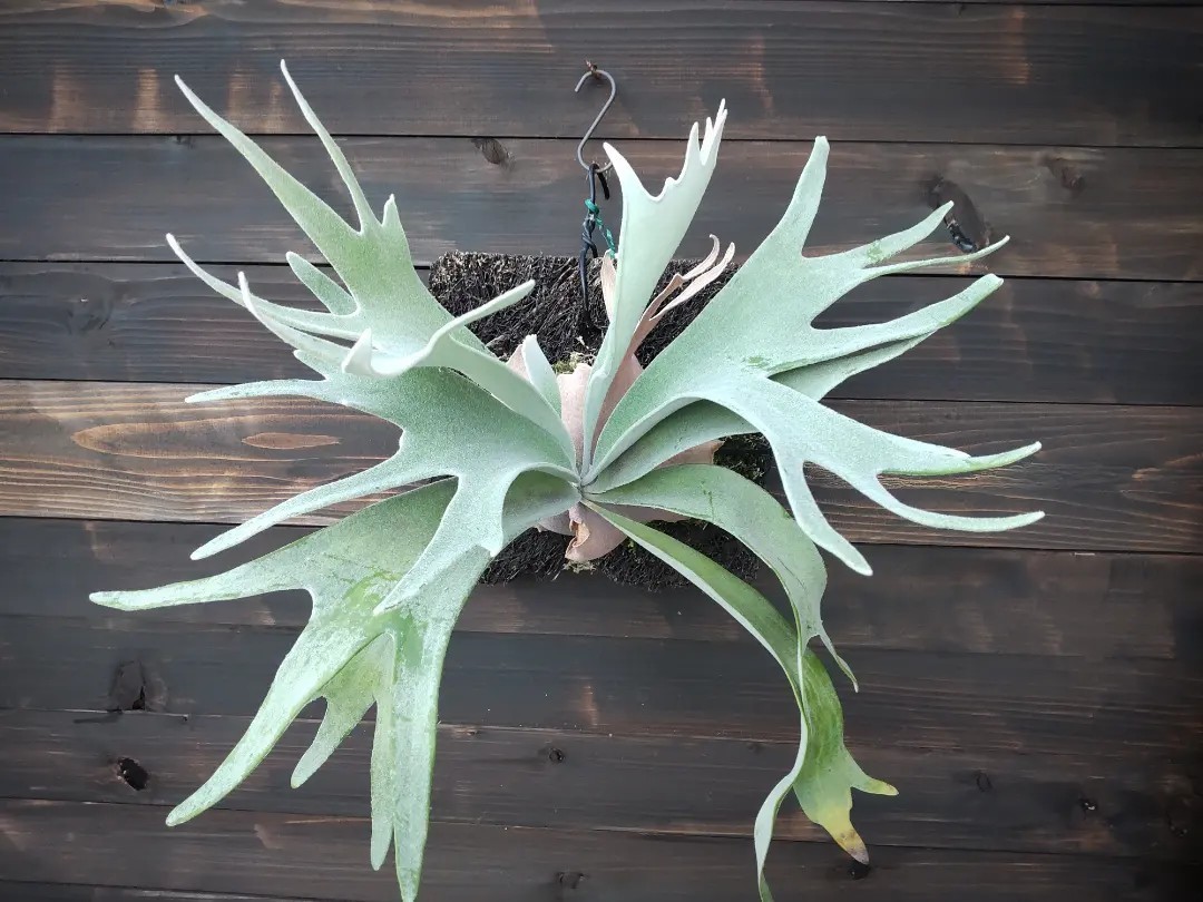 P.celso tatsuta OC セルソ platycerium willinckii veitchii ビカクシダ(ビカクシダ、コウモリラン)｜売買されたオークション情報、yahooの ...