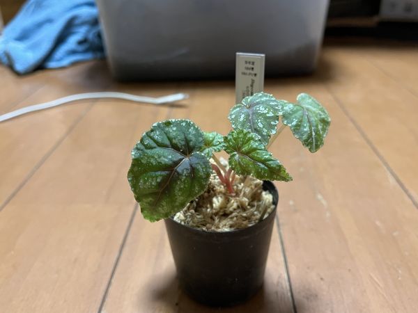 NM Begonia handelii var. prostrata 600m Bat Xat ベゴニア 原種 熱帯植物(鉢植え)｜売買された ...