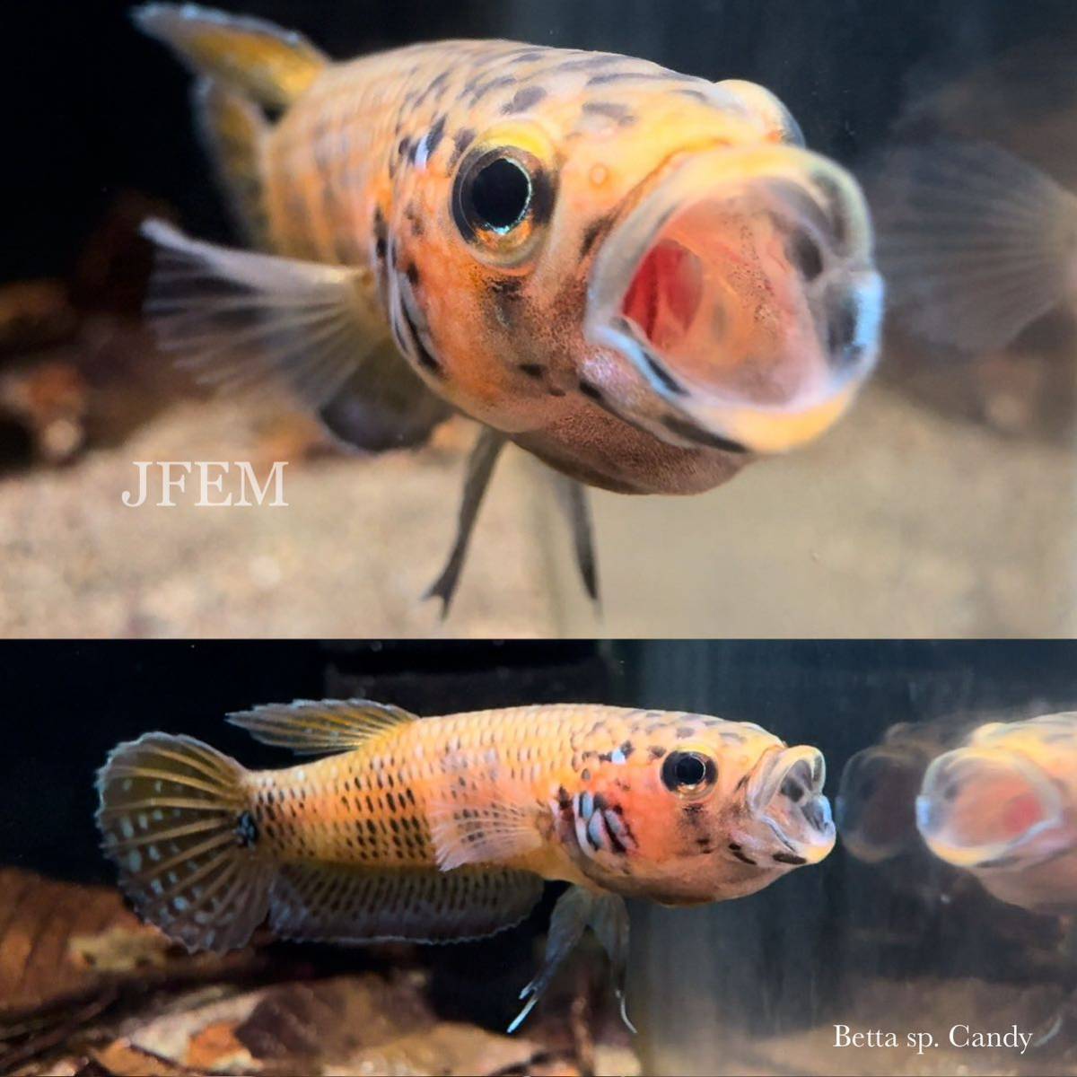 ベタsp. “キャンディ” Betta sp. “Candy”/ JFEM ジェフェム ペア(ベタ)｜売買されたオークション情報、yahooの ...