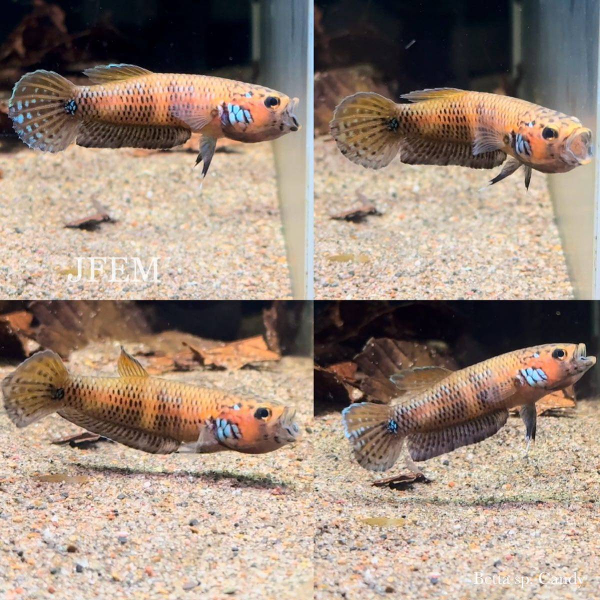 ベタsp. “キャンディ” Betta sp. “Candy”/ JFEM ジェフェム ペア(ベタ)｜売買されたオークション情報、yahooの ...