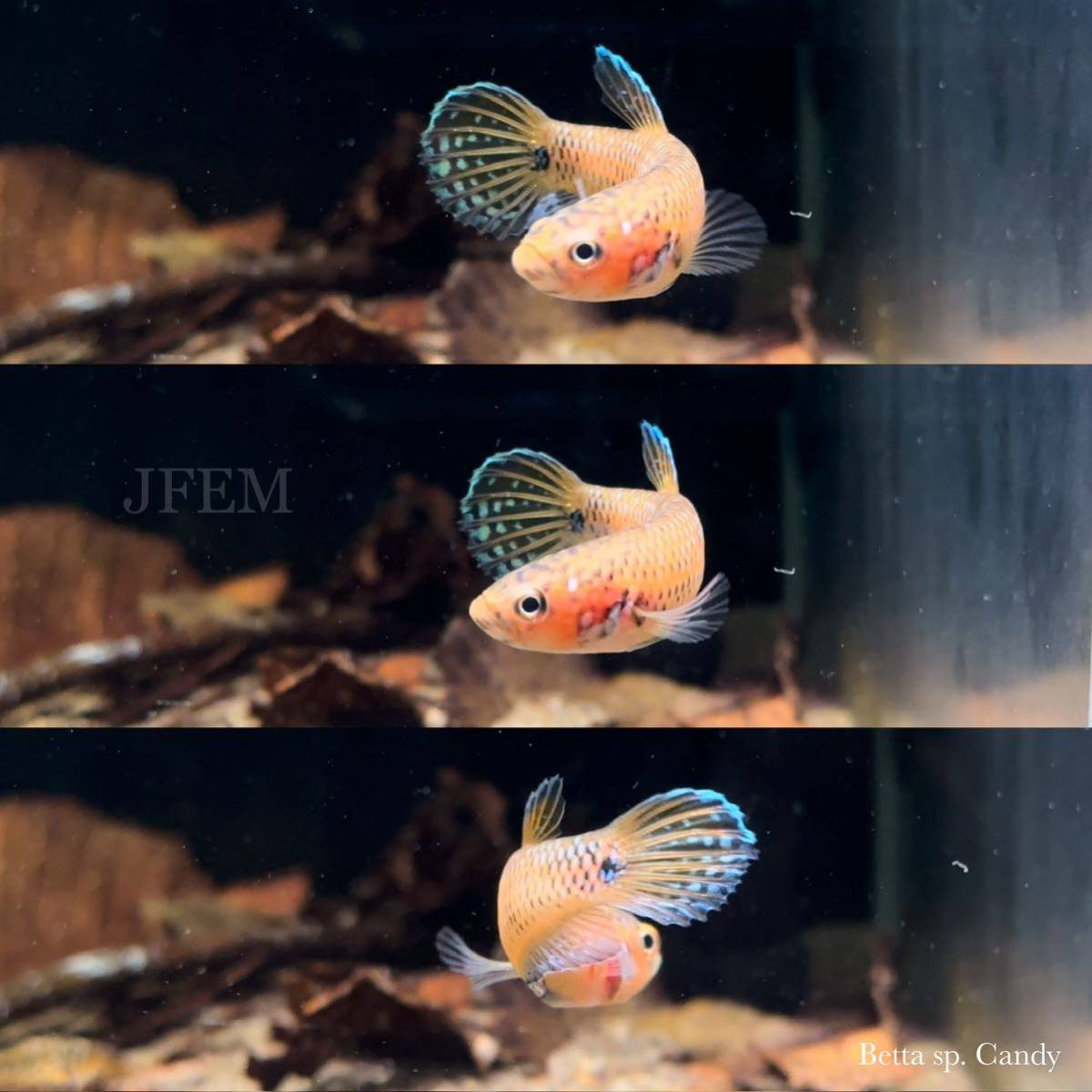 ベタsp. “キャンディ” Betta sp. “Candy”/ JFEM ジェフェム ペア(ベタ)｜売買されたオークション情報、yahooの ...