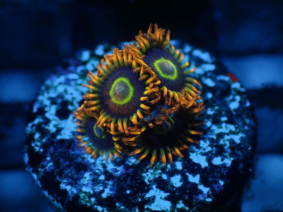 Care Frag USA RainbowHornet 4ポリプ マメスナ サンゴ LPS フラグ(海水魚)｜売買されたオークション情報 ...