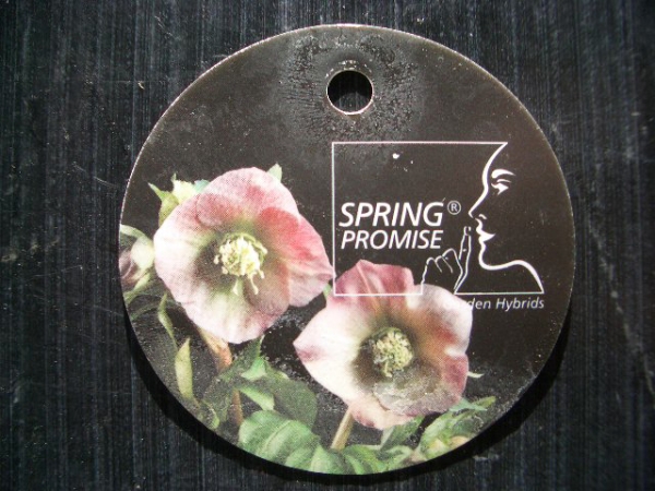 0804 現品処分1円開始 クリスマスローズ スプリングピーチ B(その他)｜売買されたオークション情報、yahooの商品情報をアーカイブ公開 - オークファン（aucfan.com）