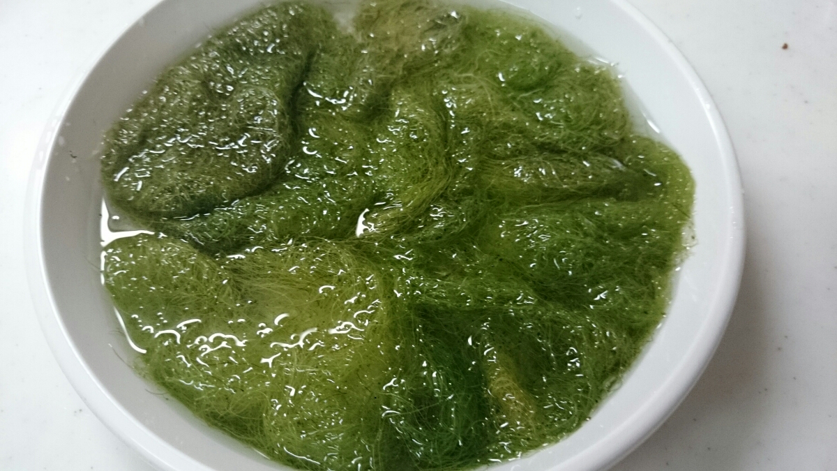 食虫植物 水草 オオバナイトタヌキモ U.gibba A ムジナモ1本付き ご希望 クロモも(浮き草類)｜売買されたオークション情報 ...