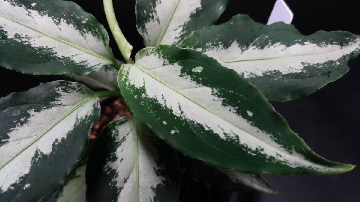 美株期待 中株 ANG Pulau Nias アグラオネマ ピクタム Aglaonema Pictum ANG-F1-368(観葉植物)｜売買されたオークション情報、yahooの商品情報を ...