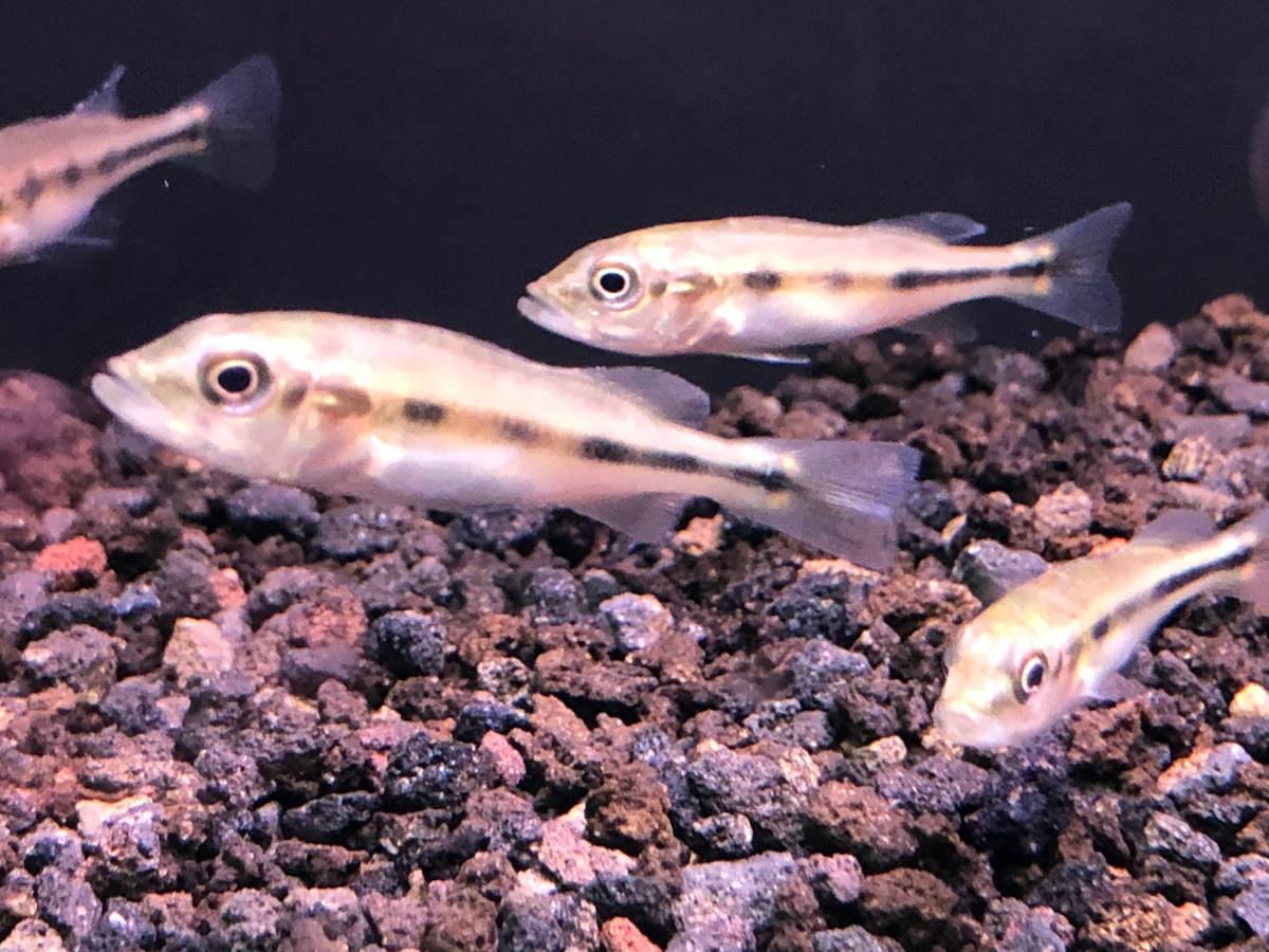 1匹 絶好調 WILD ワイルド キクラSPオリノコブルー コロンビア産 約5 6㎝(その他)｜売買されたオークション情報、yahooの商品情報をアーカイブ公開 - オークファン（aucfan ...