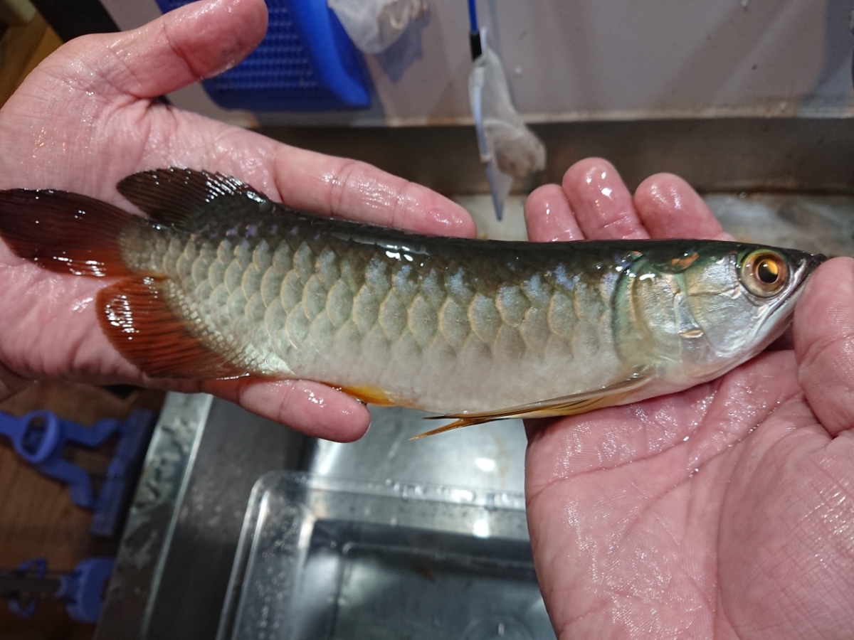 Greeny Arowana SUPER Hi-Back ±25㎝ No 15 Blue base少し訳あり個体(アロワナ)｜売買された ...
