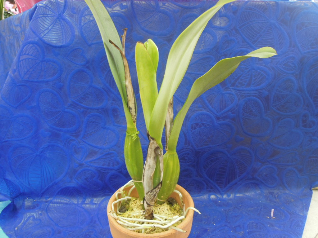洋蘭 原種 カトレア C. trianae coerulea 'Turquesa' FCC/CCO AM/AOS OG(ラン)｜売買された ...