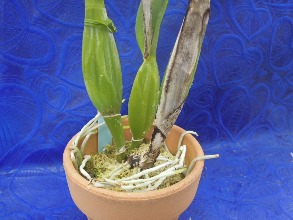 洋蘭 原種 カトレア C. trianae coerulea 'Turquesa' FCC/CCO AM/AOS OG(ラン)｜売買された ...
