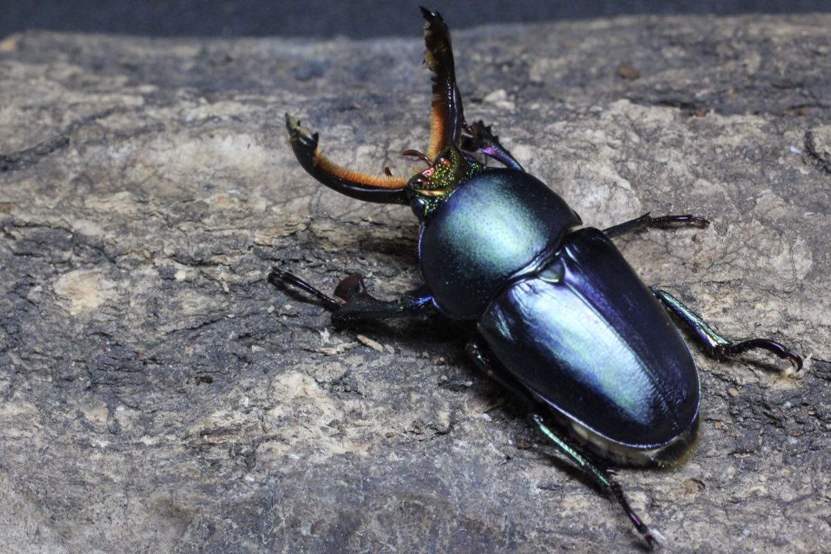 LOB 種親級放出 ブルー系パプアキンイロクワガタ パプキン ペア オス SS メスSS NO2(外国産)｜売買されたオークション情報、yahooの商品情報をアーカイブ公開 - オークファン ...