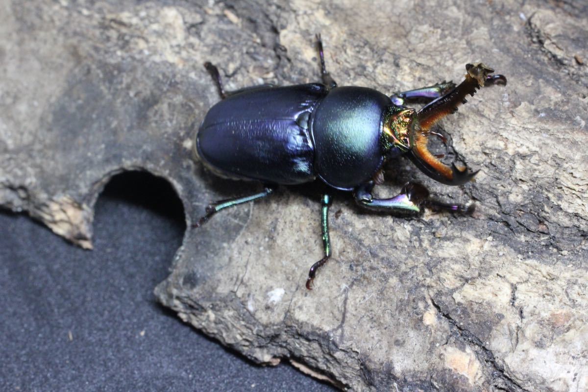 LOB 種親級放出 ブルー系パプアキンイロクワガタ パプキン ペア オス SS メスSS NO2(外国産)｜売買されたオークション情報、yahooの商品情報をアーカイブ公開 - オークファン ...