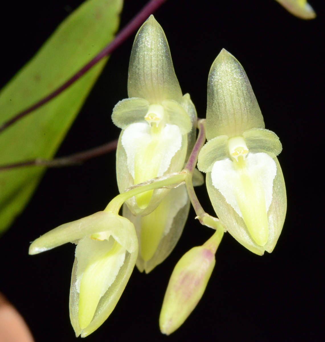 洋蘭原種 268 種 花芽付き Bulb. rimannii バルボフィラム リマニー(ラン)｜売買されたオークション情報、yahooの商品 ...