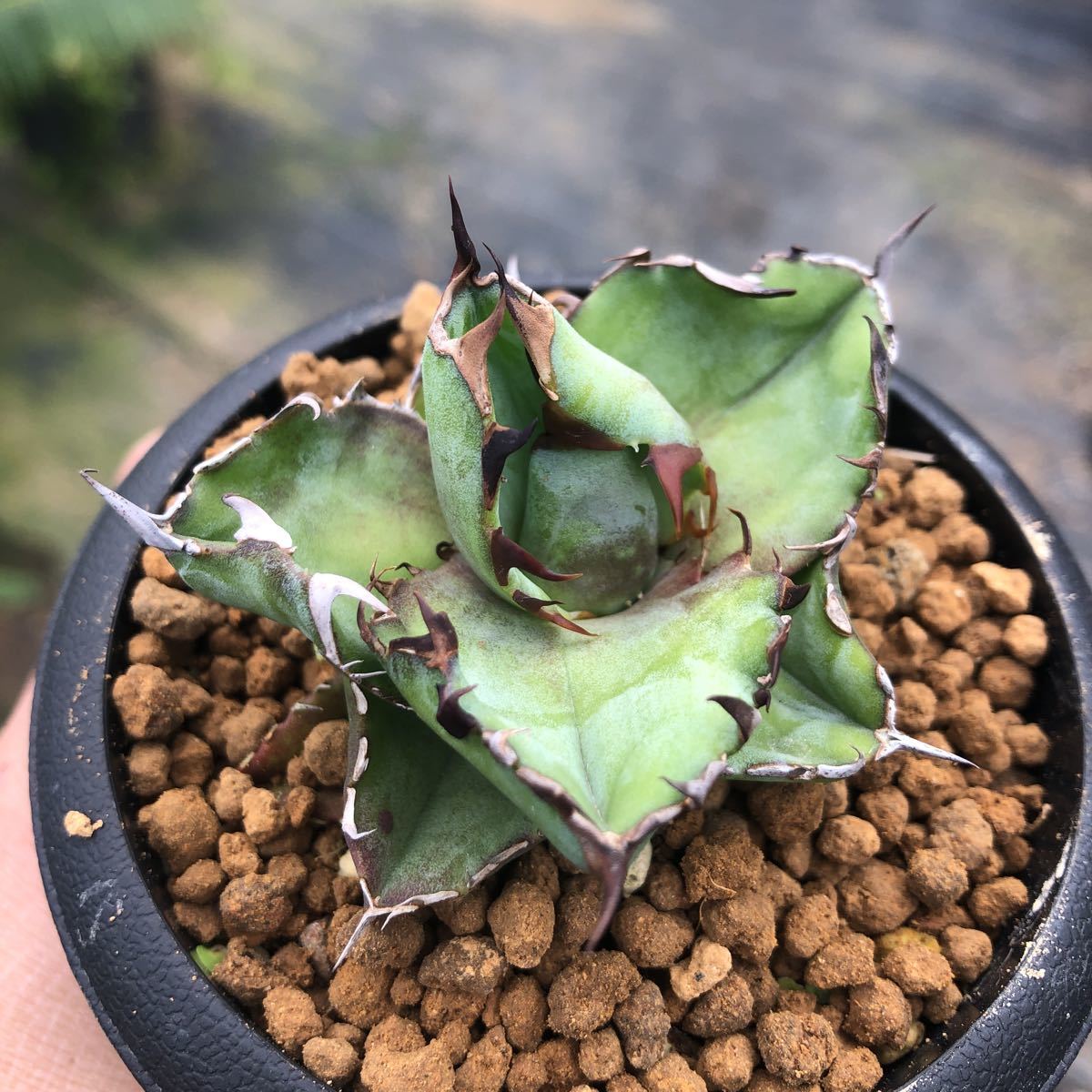 ① Agave titanota Black and Blue Blue Ball アガベ ブルーボール 第四種 抜き苗(アガベ)｜売買された ...