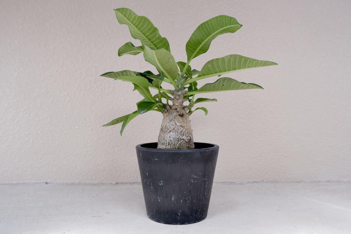 パキポディウム ウィンゾリー 実生002(その他)｜売買されたオークション情報、yahooの商品情報をアーカイブ公開 - オークファン ...