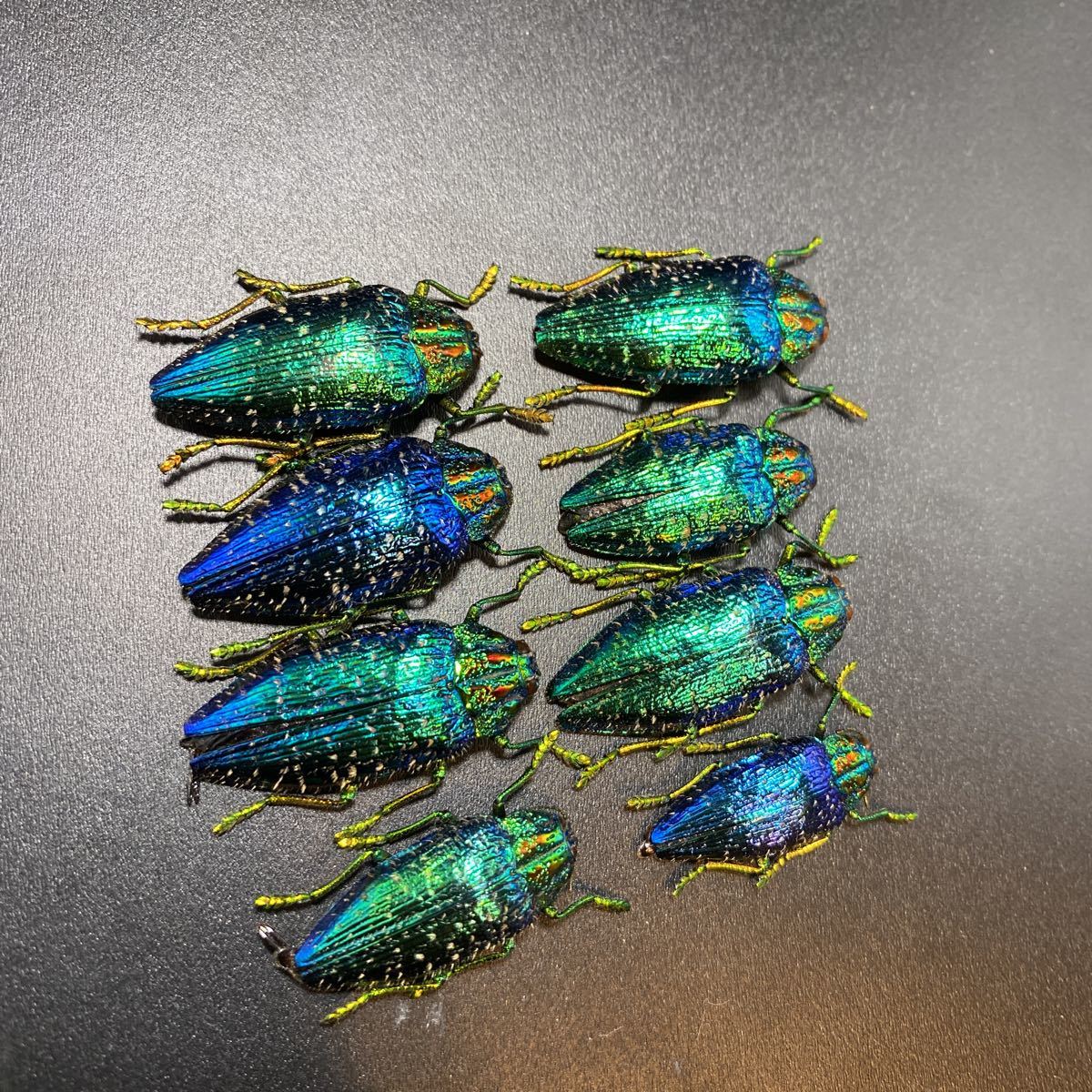 標本 ニシキカワリタマムシ Polybothris sumptuosa gema 状態不良(虫類)｜売買されたオークション情報、yahooの ...