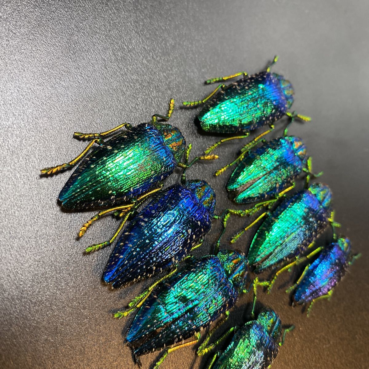標本 ニシキカワリタマムシ Polybothris sumptuosa gema 状態不良(虫類)｜売買されたオークション情報、yahooの ...
