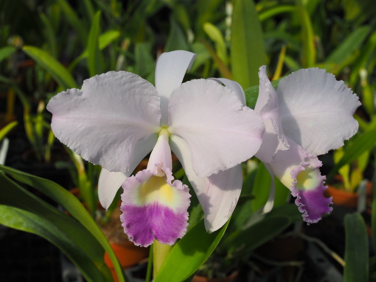 洋蘭原種 カトレアC.trianae fma. coerulea 'Turquesa' OG FCC/CCO AM/AOS(ラン)｜売買された ...