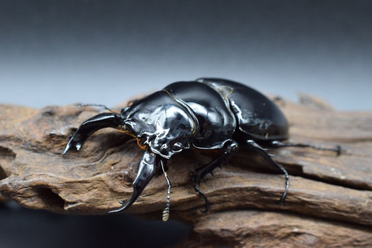 INSECT JAWS WDから累代中 レギウスツヤクワガタ ペア ④(外国産)｜売買されたオークション情報、yahooの商品情報をアーカイブ公開 - オークファン（aucfan.com）