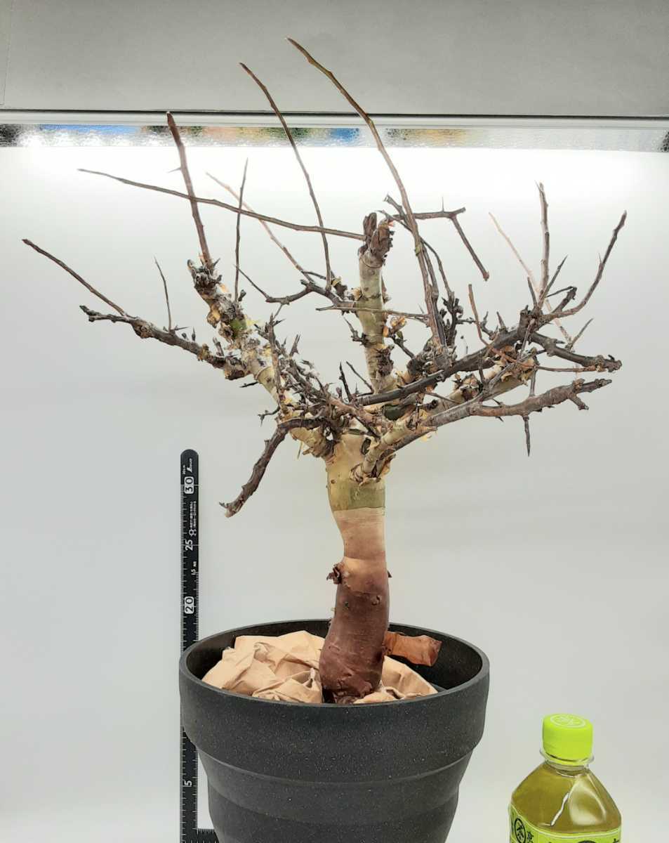 3/26輸入 C101 コミフォラ インシサ Commiphora Incisa 塊根植物 コーデックス 多肉植物 観葉植物 現地株 未発根 ...