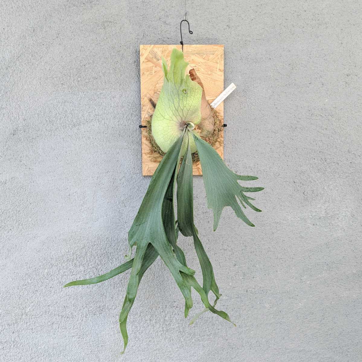 P. willinckii 'Wild Thai Fern' spore from Mr.Yot ビカクシダ Platycerium(ビカクシダ、コウモリラン)｜売買されたオークション情報 ...