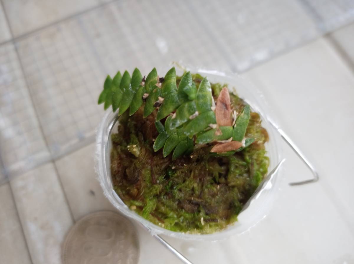 Microsaccus griffithii バンダ の仲間 原種 洋蘭 洋ラン Vanda ミクロサッカス ミクロサックス グリフィティー ...