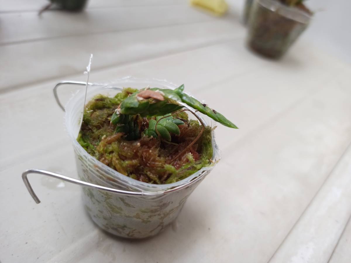 Microsaccus griffithii バンダ の仲間 原種 洋蘭 洋ラン Vanda ミクロサッカス ミクロサックス グリフィティー ...