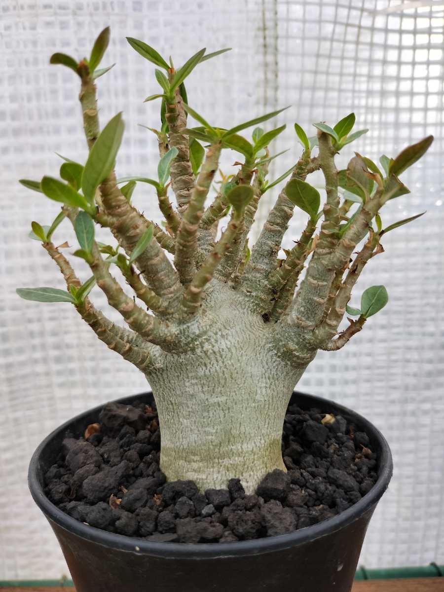 o42 アデニウム ハイブリッド 塊根植物 アラビカム オベスム ドワーフ コーデックス(サボテン)｜売買されたオークション情報、yahooの ...