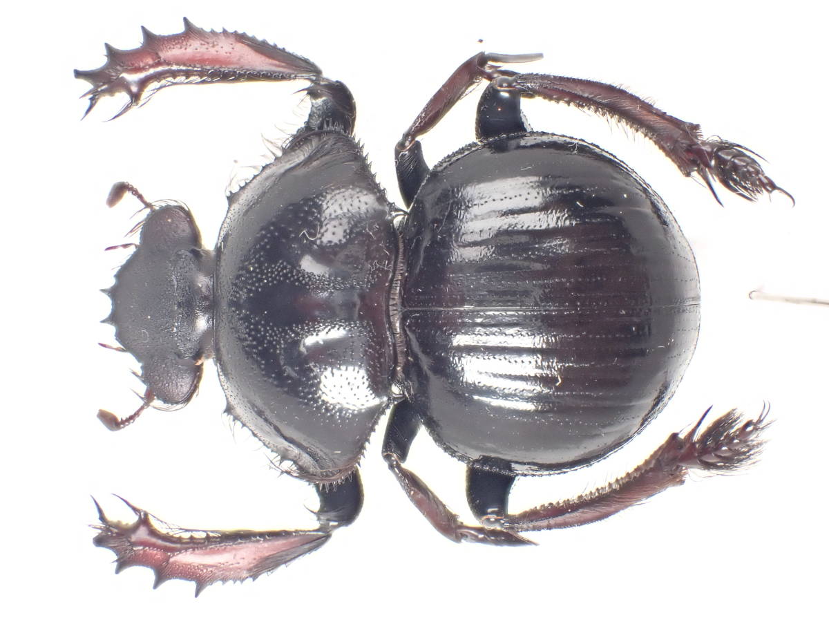 異質な特徴を持つタマオシコガネ Scarabaeus Pachysoma rotundigenus 超特選個体(その他)｜売買された ...