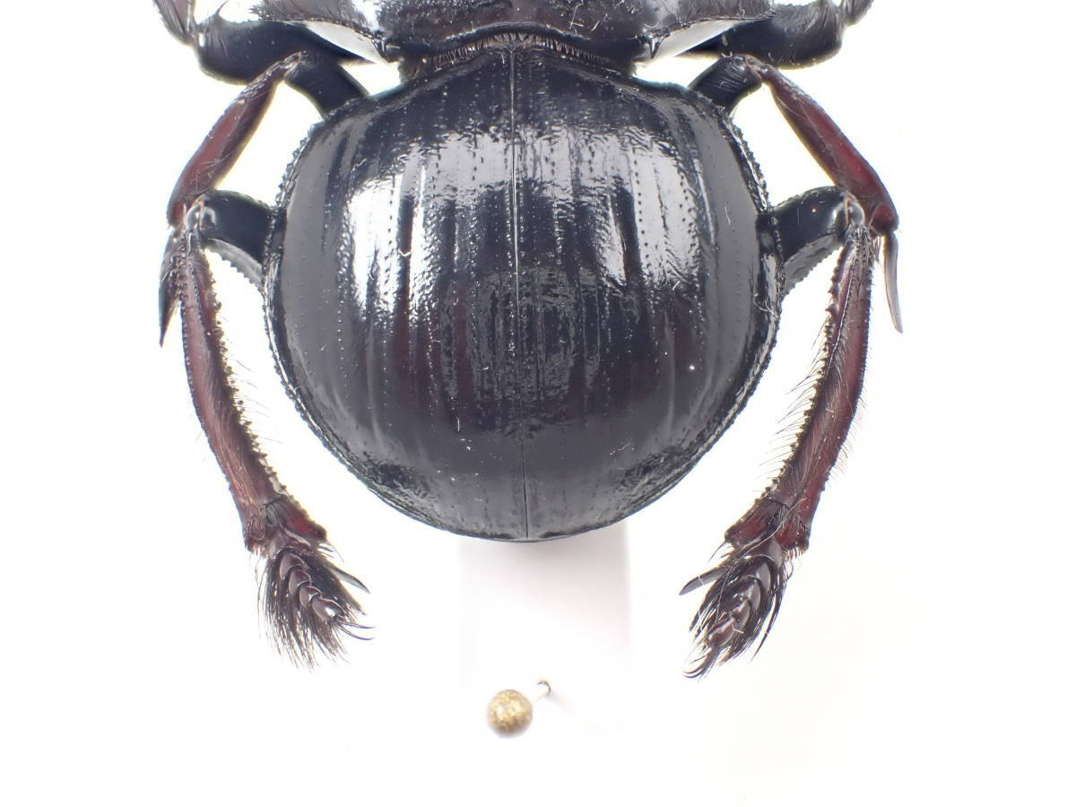 異質な特徴を持つタマオシコガネ Scarabaeus Pachysoma rotundigenus 超特選個体(その他)｜売買された ...