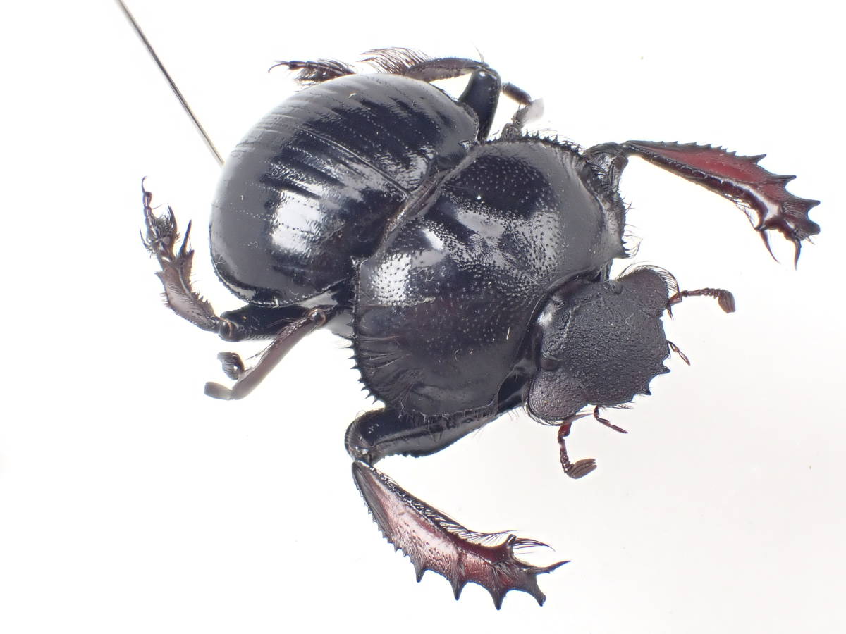 異質な特徴を持つタマオシコガネ Scarabaeus Pachysoma rotundigenus 超特選個体(その他)｜売買された ...