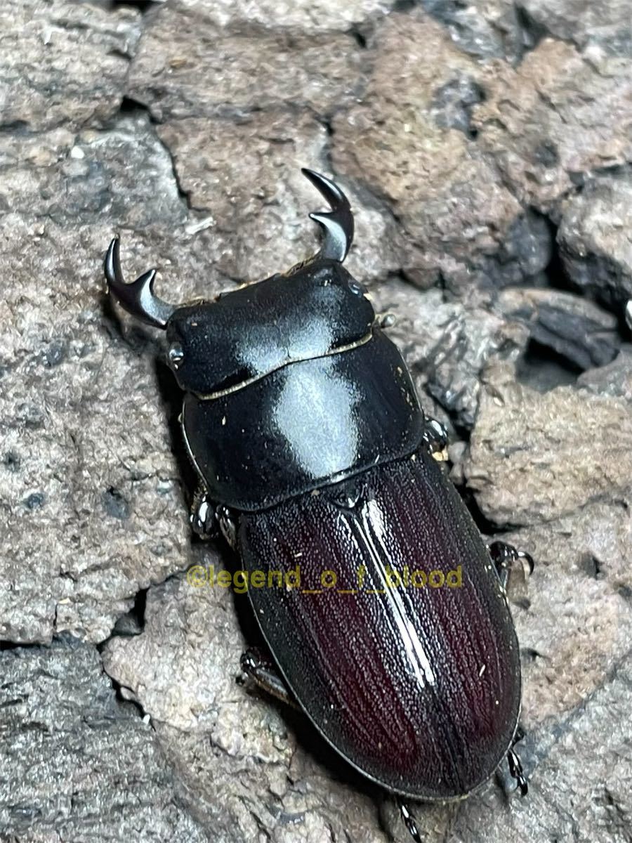 LOB ローバオオクワガタ♂30.2♀25.3ペア NO3(外国産)｜売買されたオークション情報、yahooの商品情報をアーカイブ公開 - オークファン（aucfan.com）