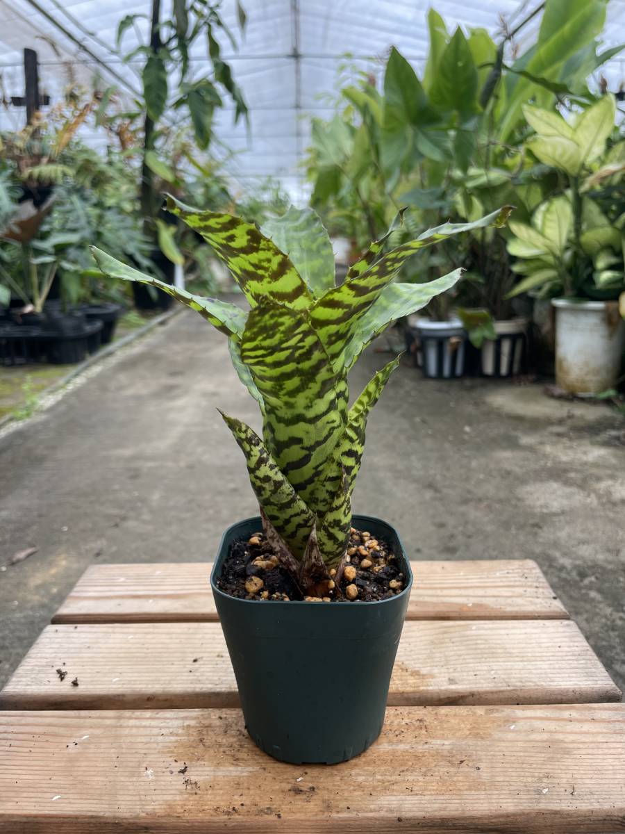 エクメア オーランディアナ コレイラアラウジョイ Aechmea Orlandiana ' Correira-Araujoi '(アナナス ...