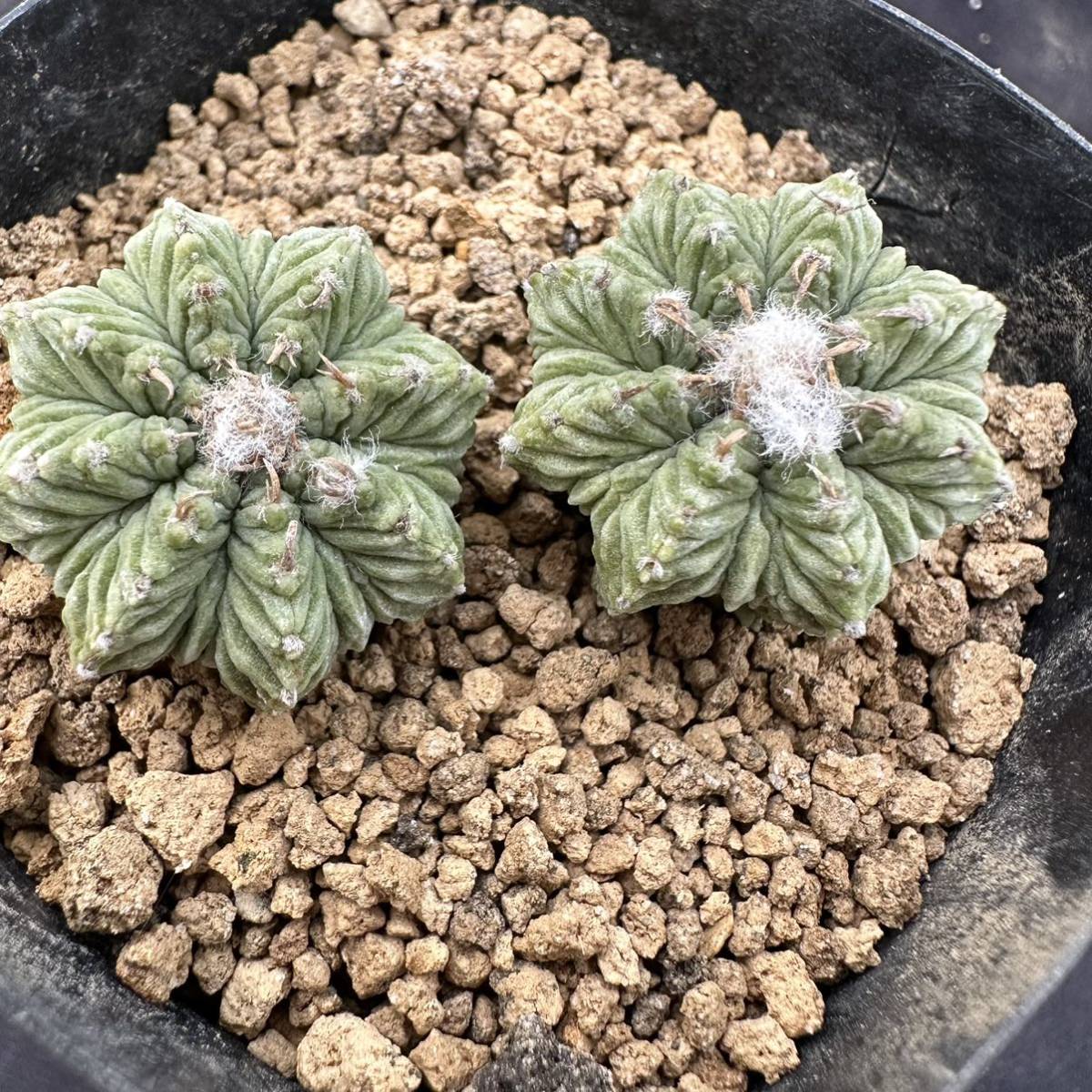 サボテン 多肉植物 822 アズテキウム リッテリ 花籠 自根 Aztekium ritteri(サボテン)｜売買されたオークション情報 ...