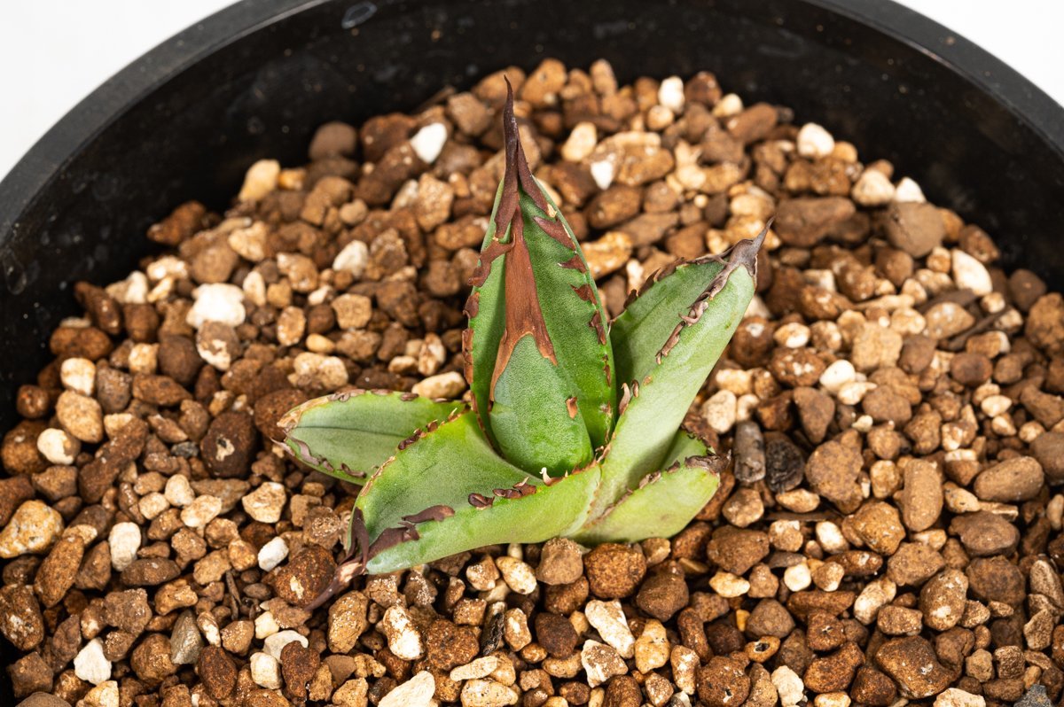 20 Agave white fang ホワイトファング /CACTUS GREEN(アガベ)｜売買されたオークション情報、yahooの商品情報をアーカイブ公開 - オークファン（aucfan ...