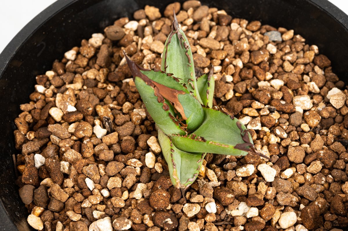 20 Agave white fang ホワイトファング /CACTUS GREEN(アガベ)｜売買されたオークション情報、yahooの商品情報をアーカイブ公開 - オークファン（aucfan ...