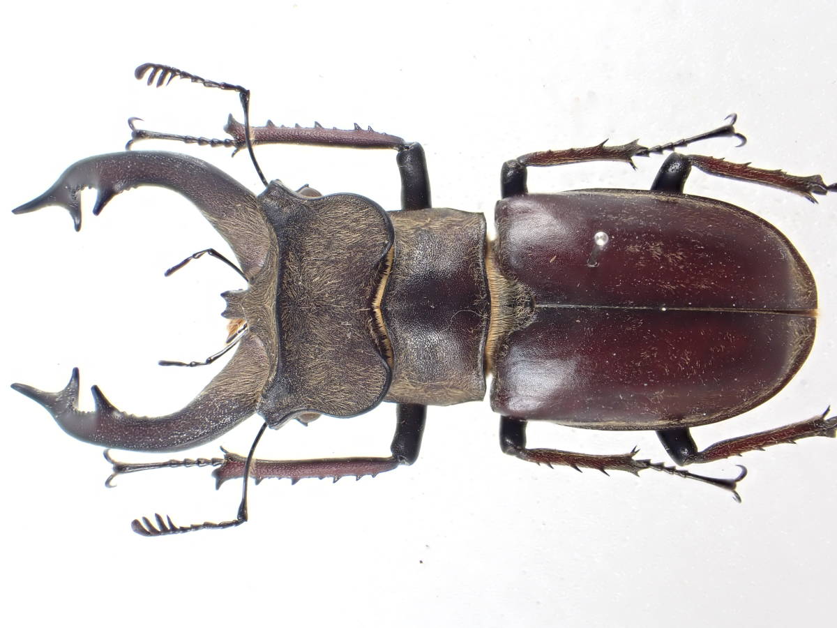 LA-10 East Nepal Nun /Lucanus villosus 57mm(その他)｜売買されたオークション情報、yahooの商品 ...