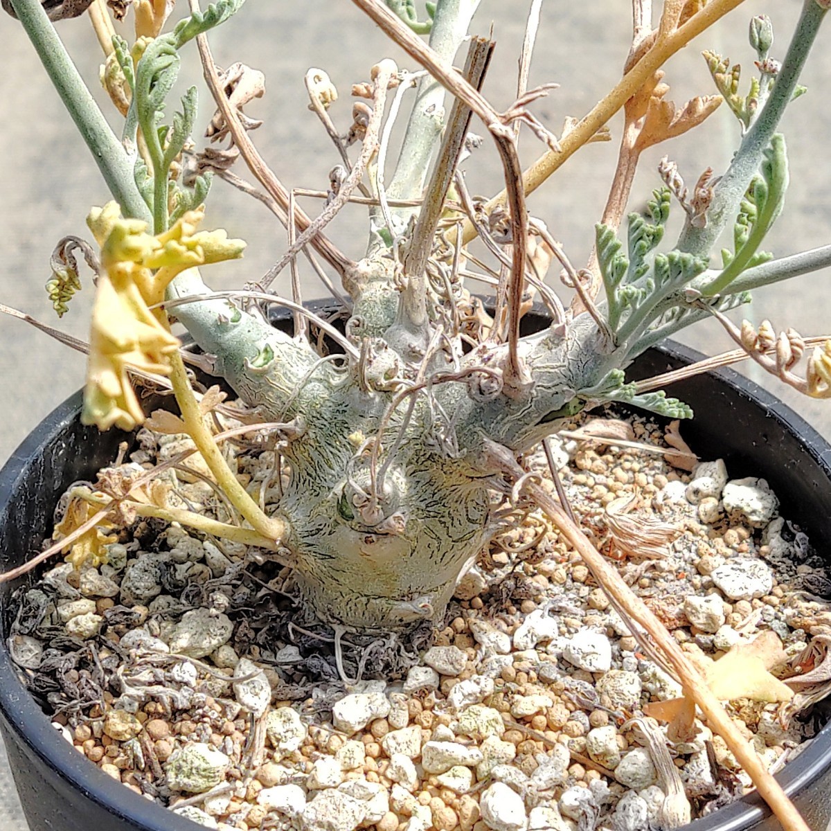 自家採種“種子”/4粒 Pelargonium parviflorum JAA 2327 /ペラルゴニウム パルビフロルム//多肉植物(その他)｜売買されたオークション情報、yahooの商品 ...