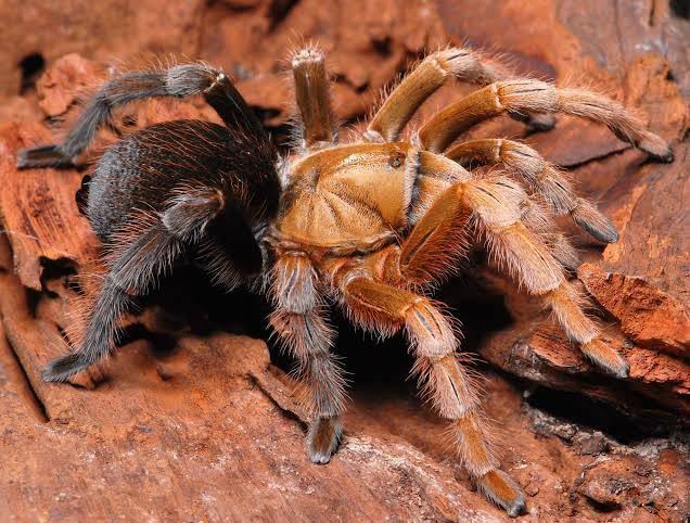 Aphonopelma sp. Diamond Backタランチュラ LS5mmほど(虫類)｜売買されたオークション情報、yahooの商品情報 ...