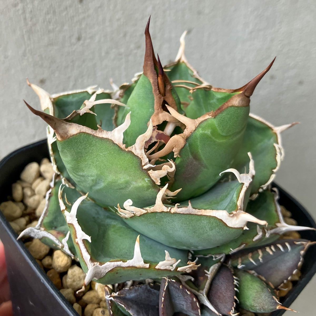チタノタ 雪豹 snow leopard台湾輸入株 pups agave titanota no name オテロイ アガベ(アガベ)｜売買さ ...