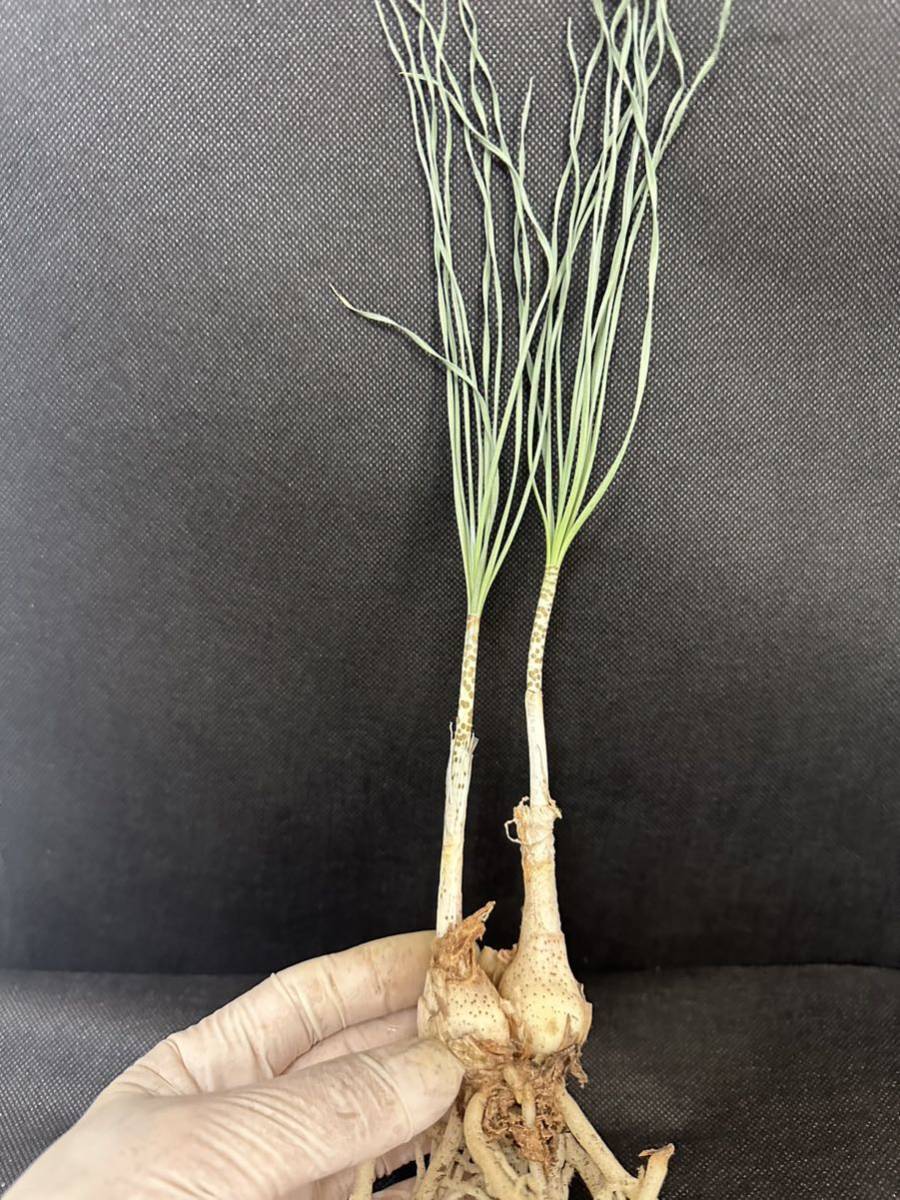 No.528 特選 珍奇植物 Gethyllis britteniana 株 3月5日撮影(アガベ)｜売買されたオークション情報、yahooの ...