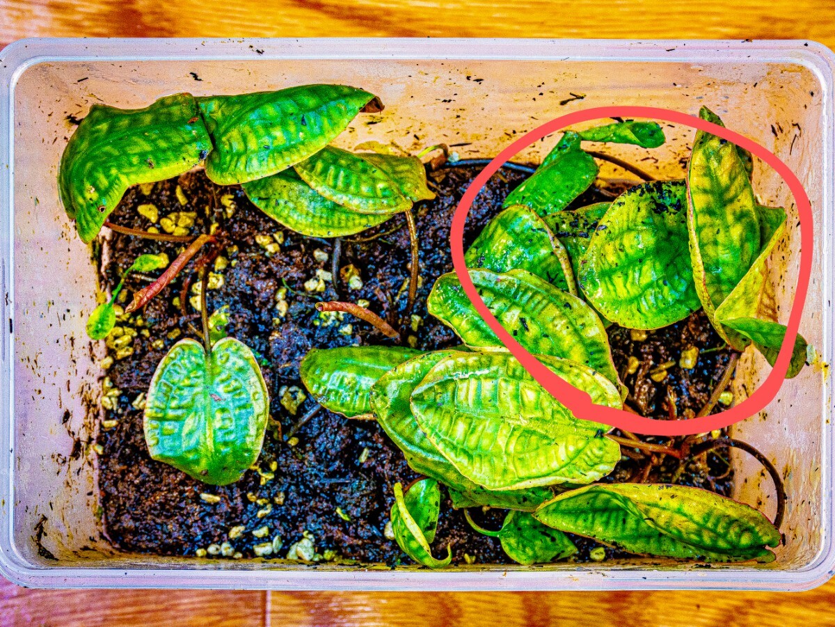 Cryptocoryne pallidinervia Sarawak Borneo KSB便(クリプトコリネ)｜売買されたオークション情報、yahooの商品情報をアーカイブ公開 ...