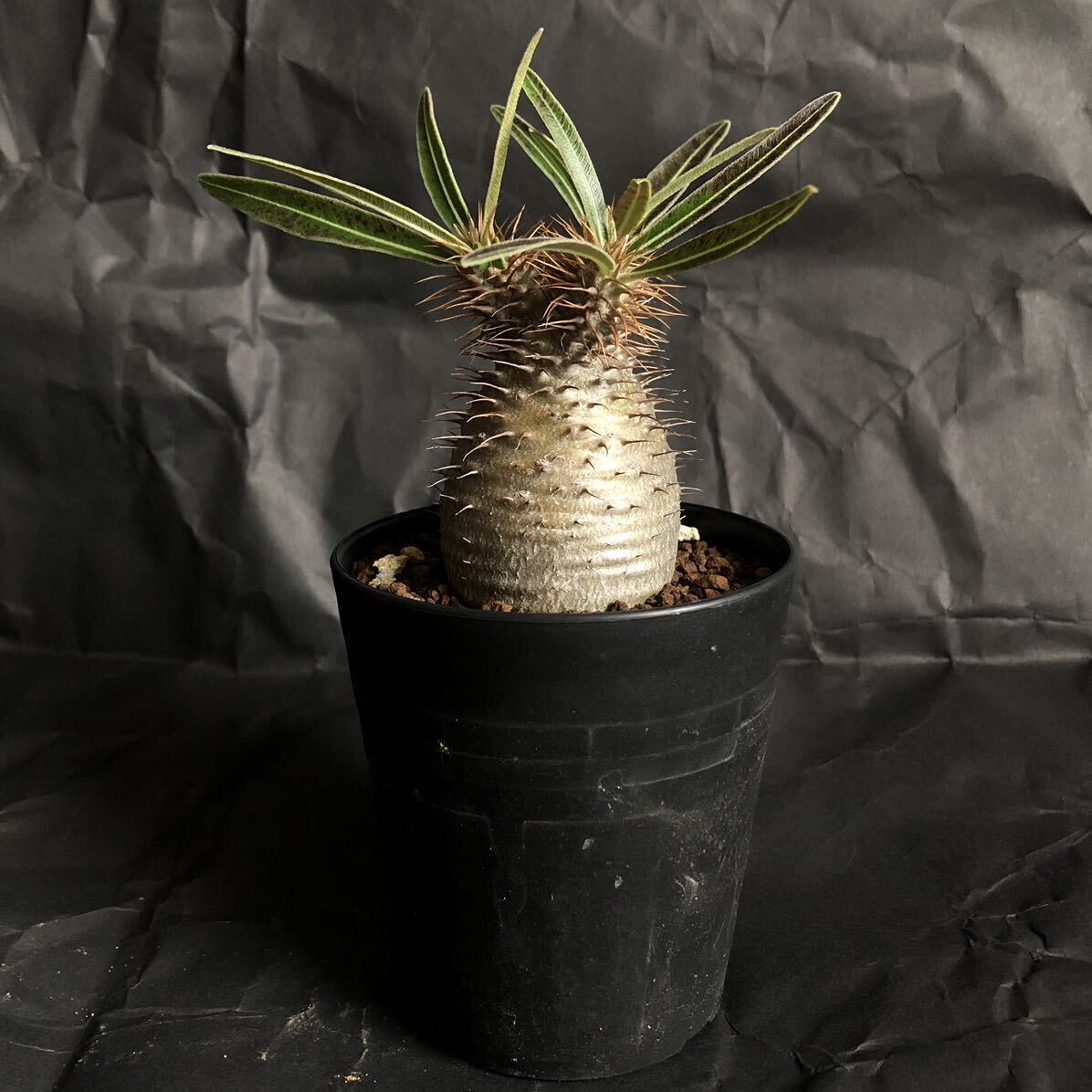特選実生グラキリス pachypodium gracilius #1(サボテン)｜売買されたオークション情報、yahooの商品情報をアーカイブ ...