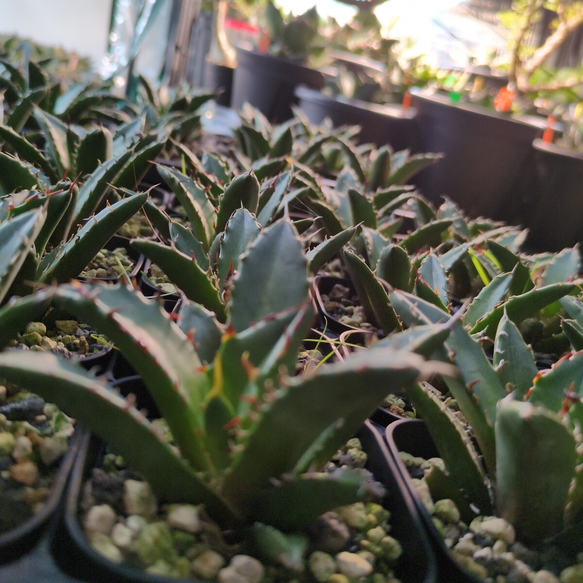 鉢ごと まとめて10株販売 アガベ チタノタ 鬼爪Agave titanota ‘Ghost Claw’(アガベ)｜売買されたオークション情報 ...