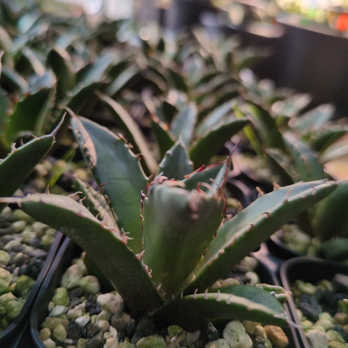 鉢ごと まとめて10株販売 アガベ チタノタ 鬼爪Agave titanota ‘Ghost Claw’(アガベ)｜売買されたオークション情報 ...