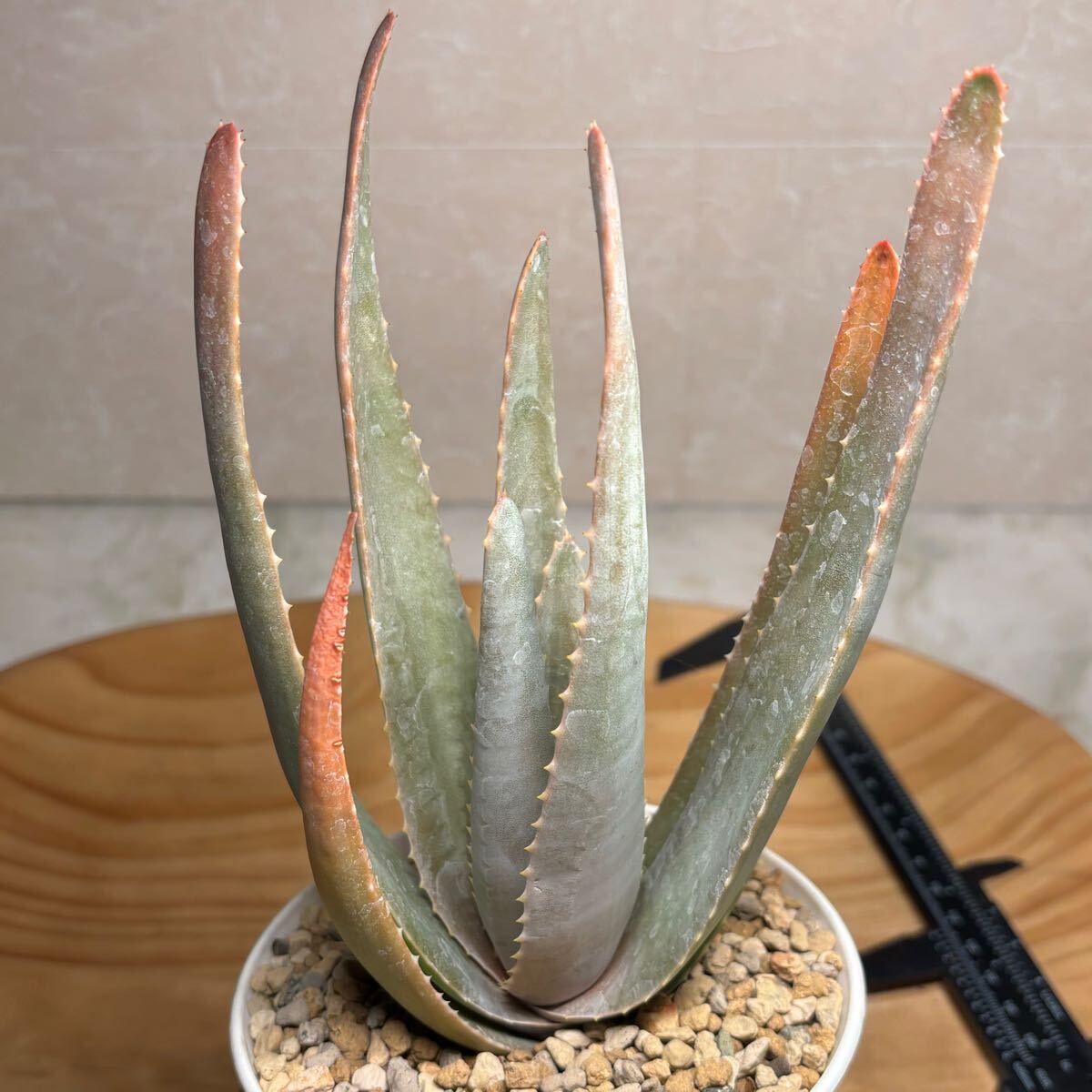 Fareal C139 アロエ ラパナリヴォイAloe rapanarivoi 実生苗(アロエ)｜売買されたオークション情報、yahooの商品 ...