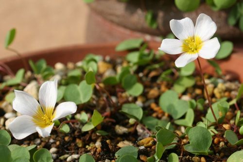 oxalis simplex オキザリス シンプレックス 苗 白花 葉も個性的(オキザリス)｜売買されたオークション情報、yahooの商品情報をアーカイブ公開 - オークファン（aucfan.com）